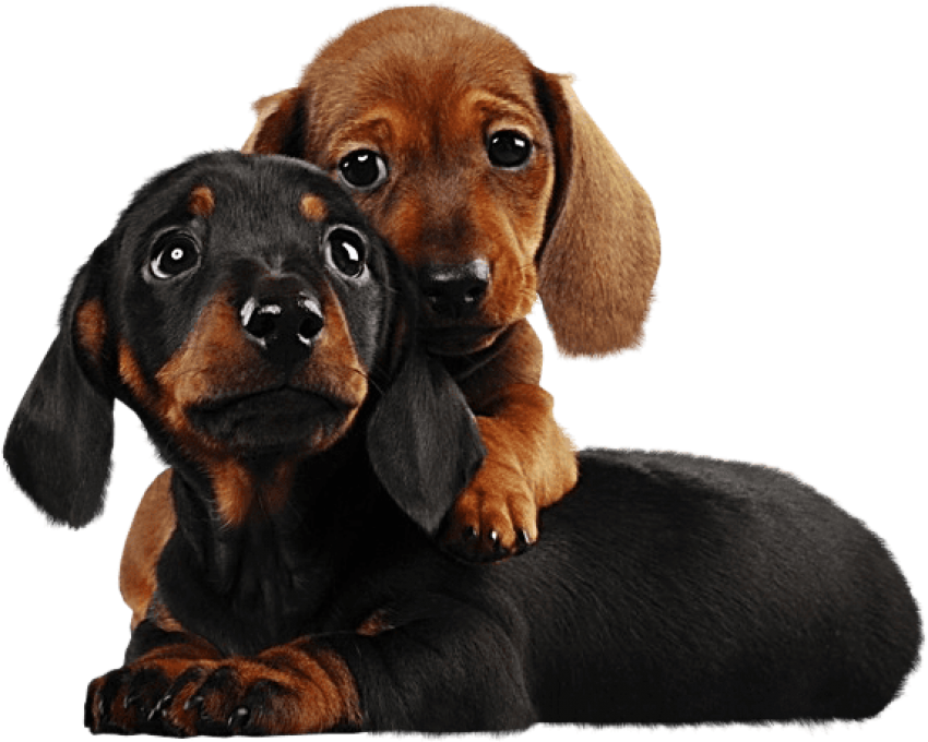 Two Cute Puppies Png Clipart - Puppies Png - Free Transparent PNG ...