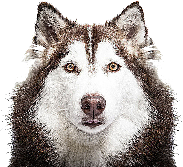 Download Husky Png Transparent - Husky Photography PNG Image with No ...