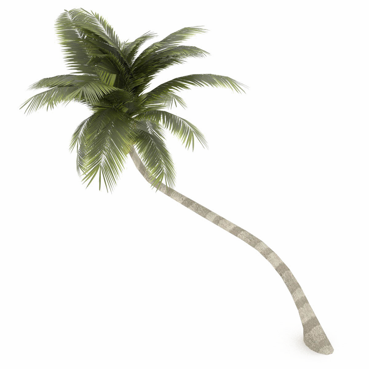 Download Coconut Tree Png Transparent Image - Coconut Tree 3d Model PNG ...