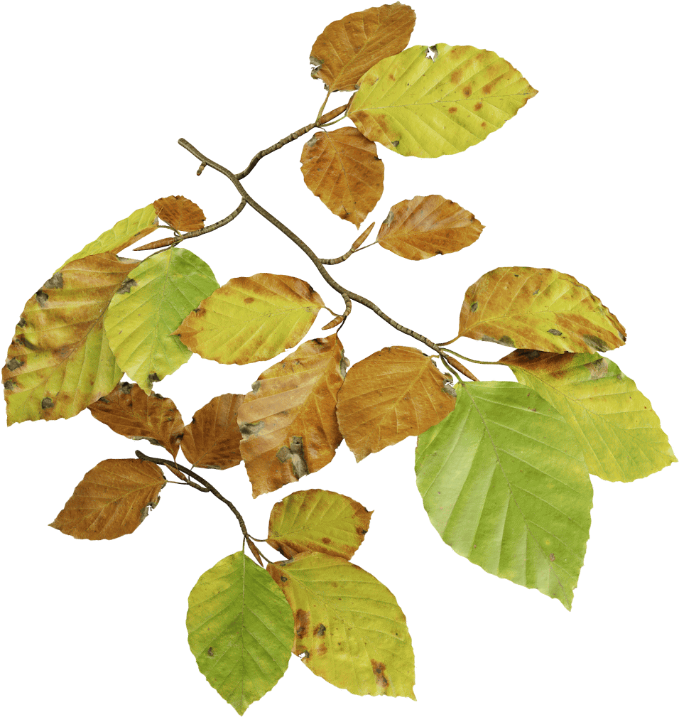 Download European Beech Fall - Beech Leaf Transparent Background PNG ...