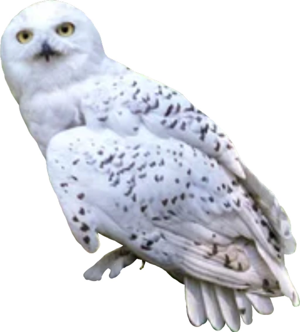 Download Harrypotter Sticker - Hedwige PNG Image with No Background ...