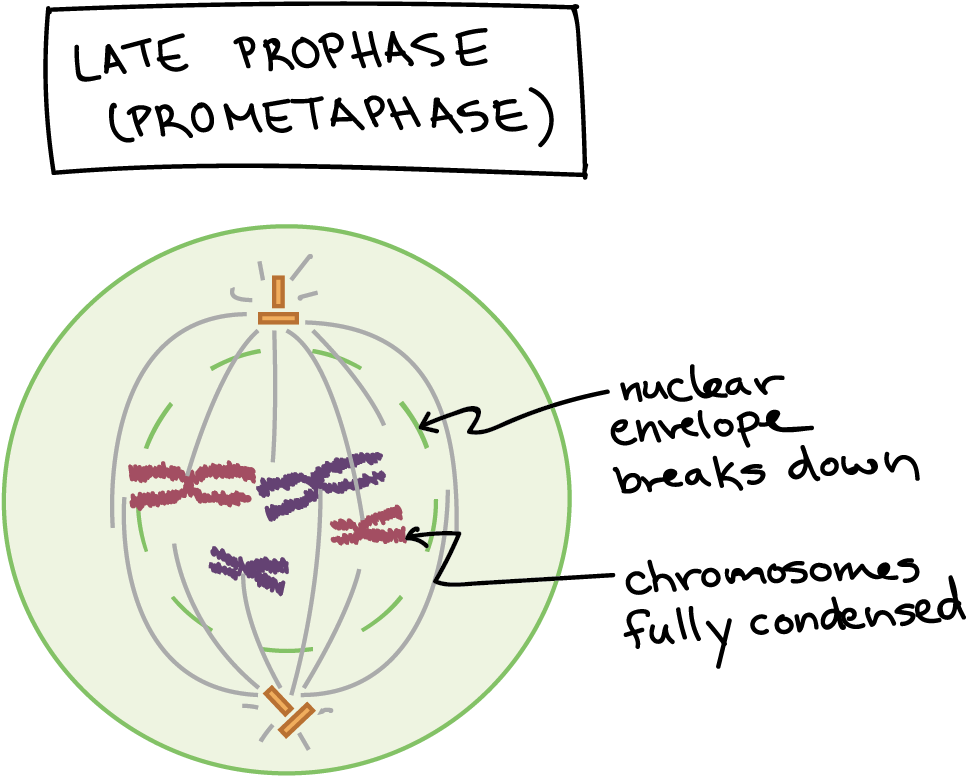 Prophase Labeled