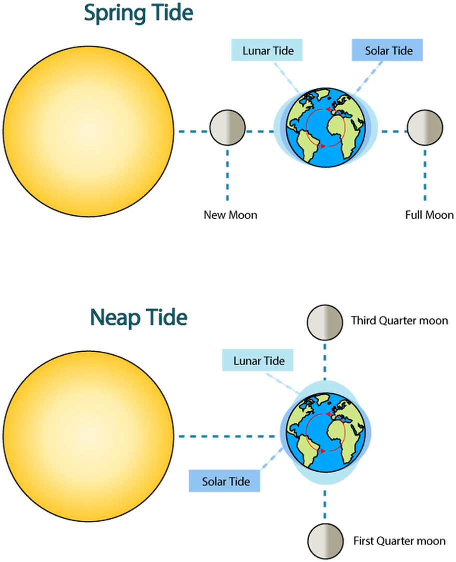 Sunlight Clipart Quarter - Spring Tide And Neap Tide Moon Phases - Free ...