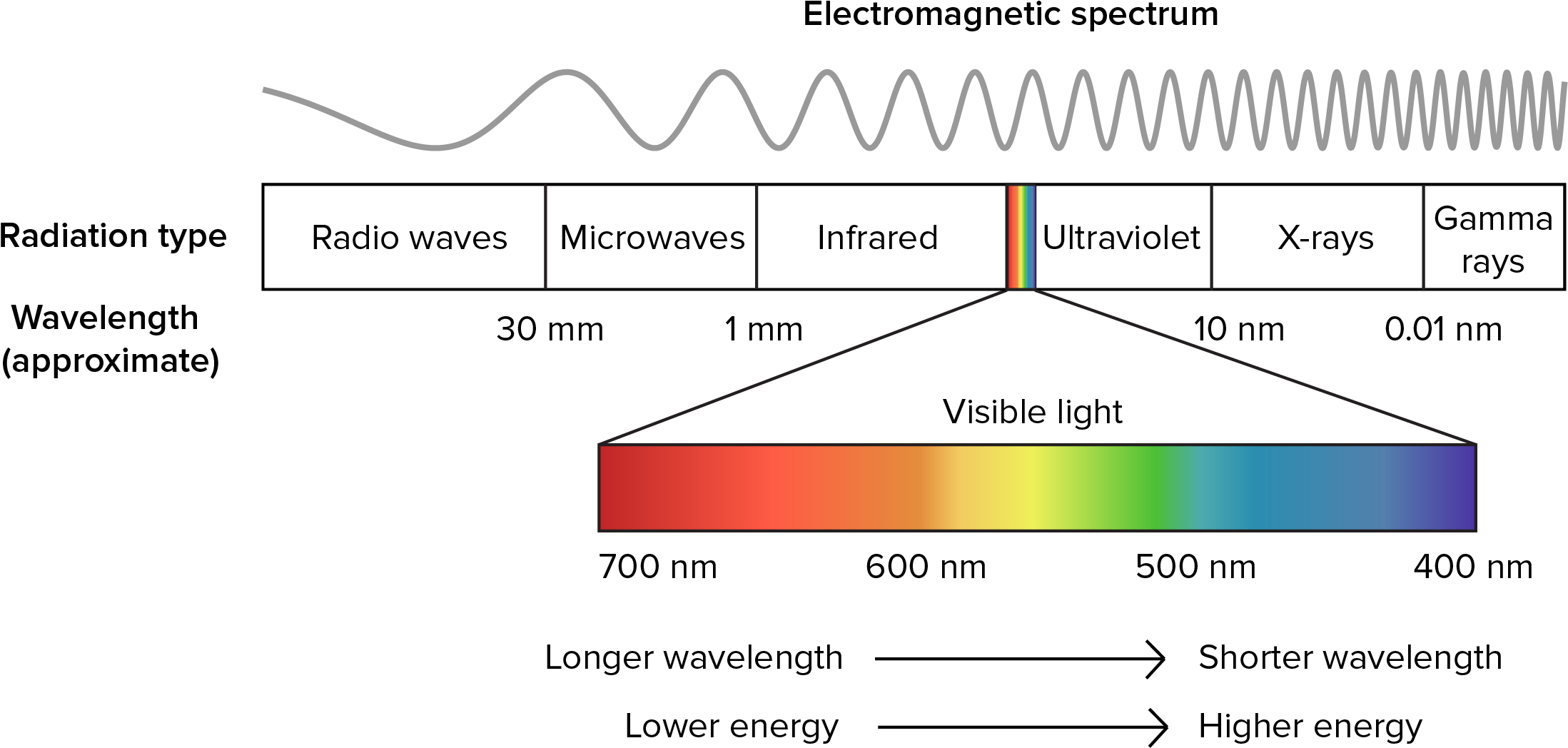 Electromagnetic Spectrum And Visible Light - Mcat Light Spectrum - Free ...