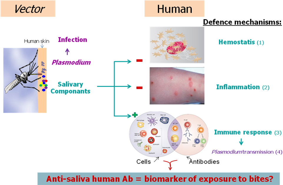 Download Figure 1 - - Mosquitoes Effect On Humans PNG Image with No ...