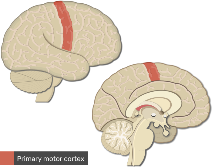 Download Primary Motor Cortex An Image Showing Colored - Motor Cortex ...