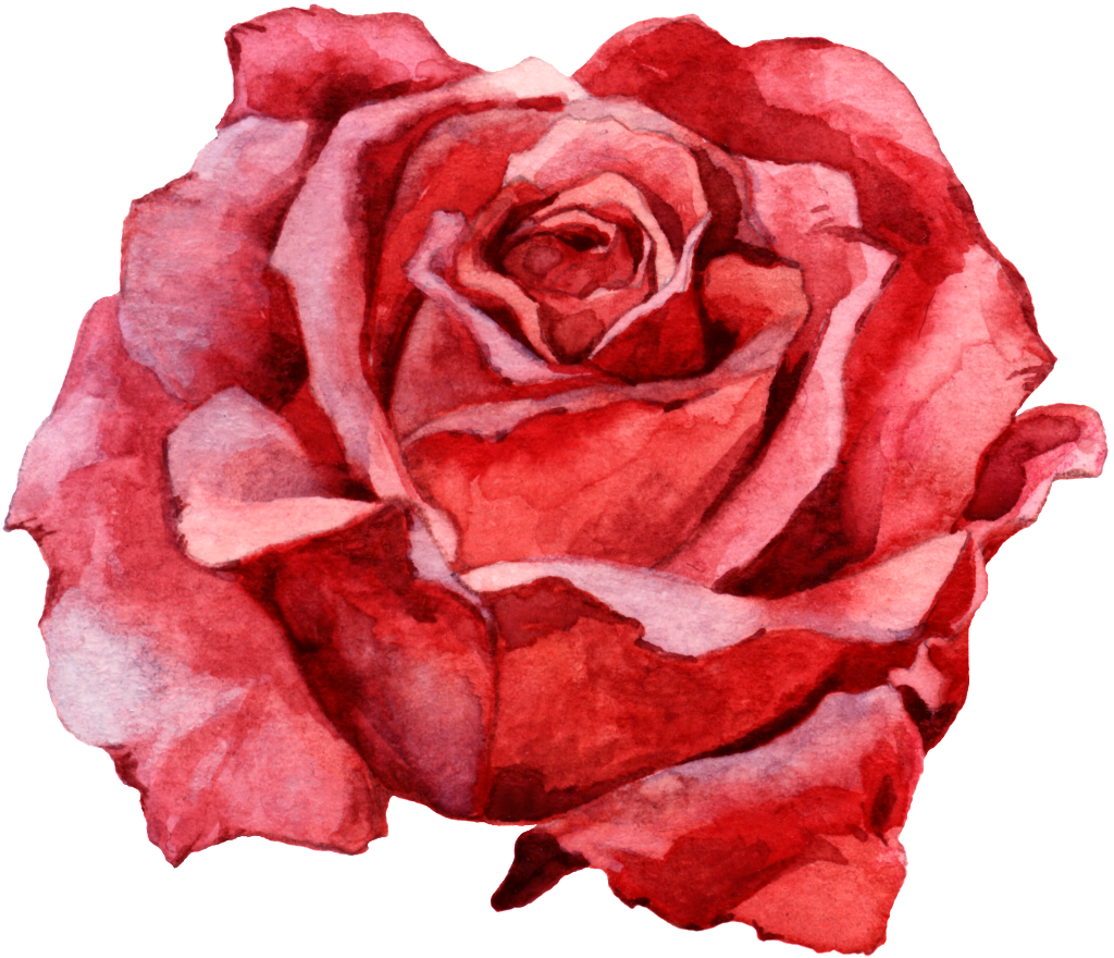 Hand Painted A Delicate Rose Png Transparent - Portable Network ...