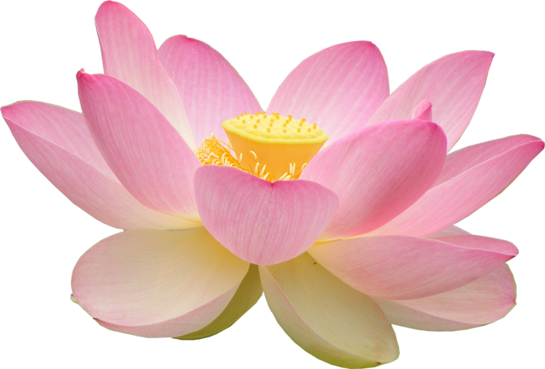 Flower Side View Png - Free Transparent PNG Download - PNGkey