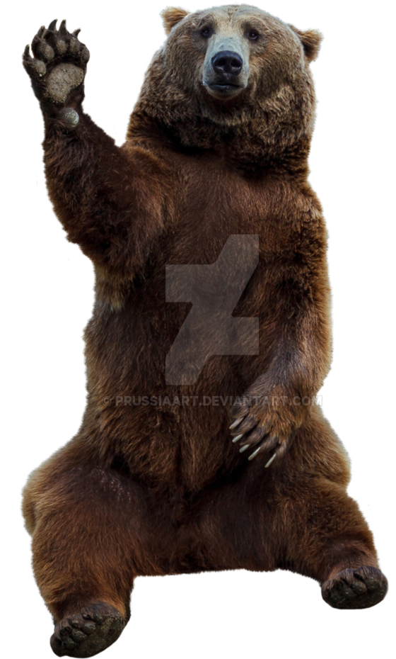 Brown Bear On A Transparent Background - Bear - Free Transparent PNG ...