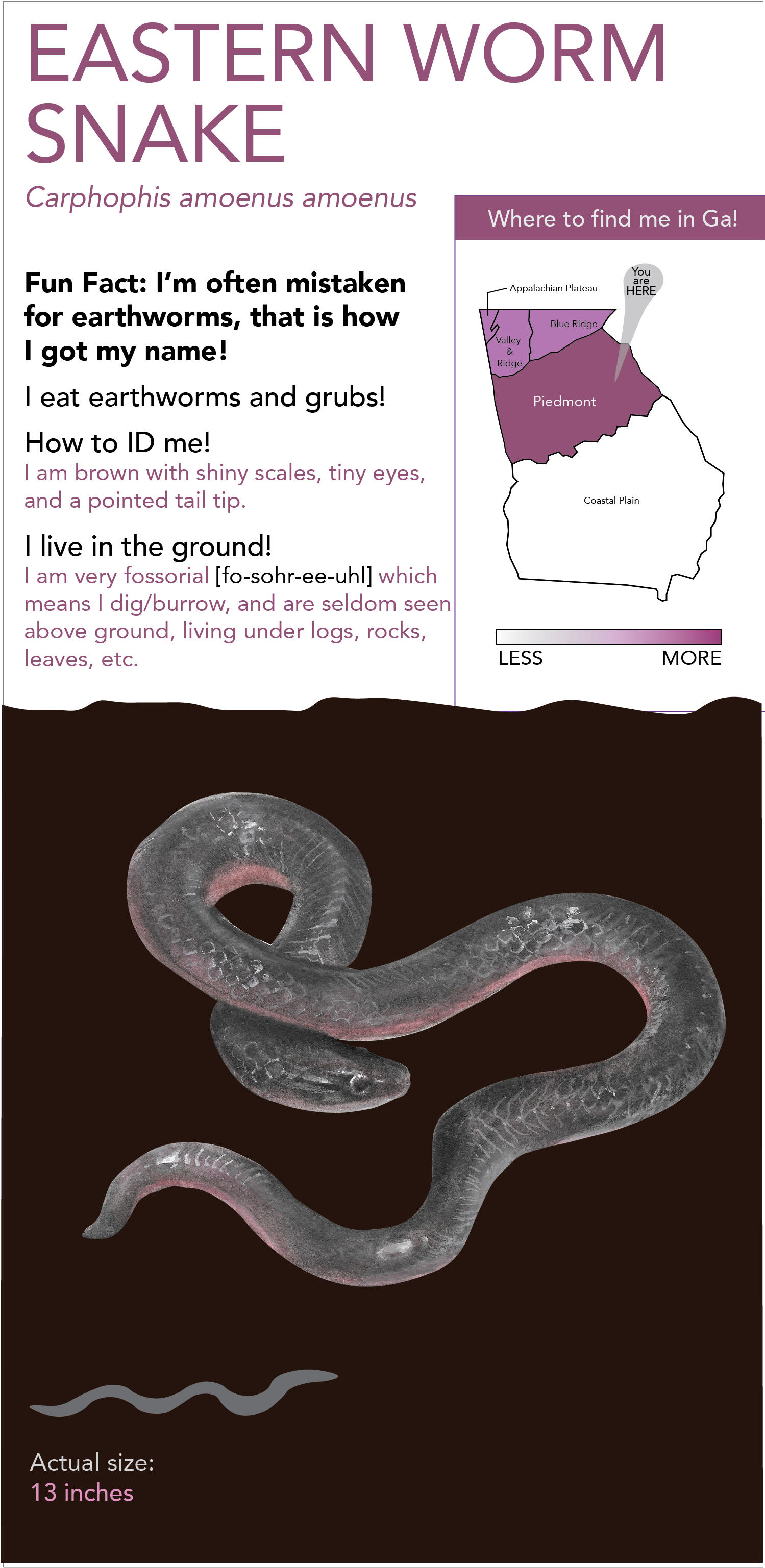 Download This Project Includes - Eastern Brown Snake PNG Image with No ...
