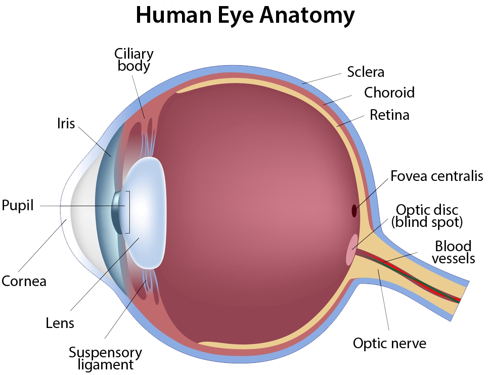Download Human Eye Anatomy - Structure Of The Eye PNG Image with No ...