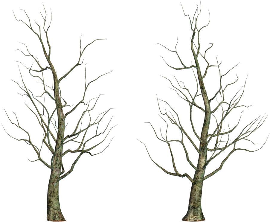 Leafless Tree Png Images - Portable Network Graphics - Free Transparent ...
