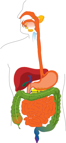 Download Digestive System Without Names PNG Image with No Background ...