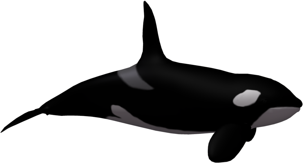 Download Killer Whale Clipart White Background - Killer Whale No ...