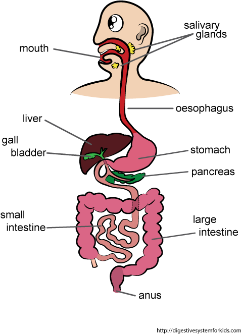 Download Digestive System For Kids - Digestive System Activities For ...