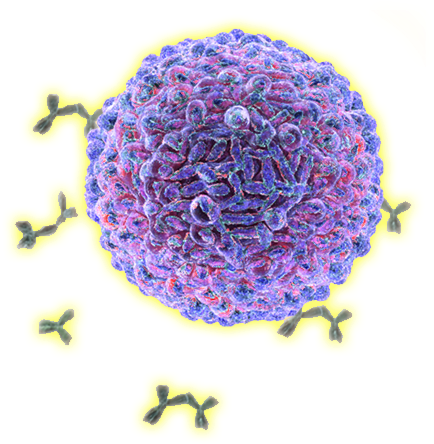 Download Immune Cells PNG Image with No Background - PNGkey.com