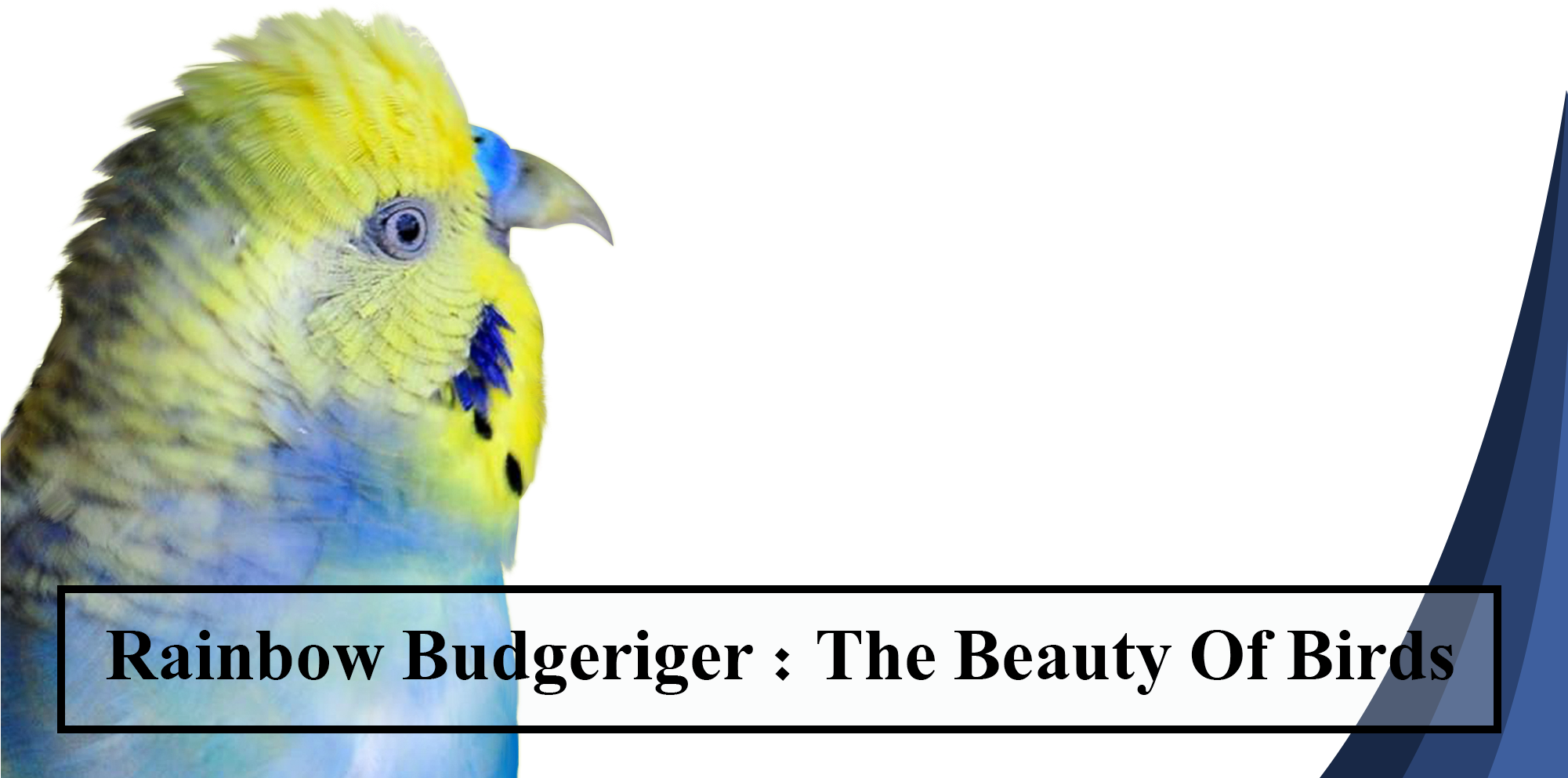 Preview Overlay - Free Transparent PNG Download - PNGkey