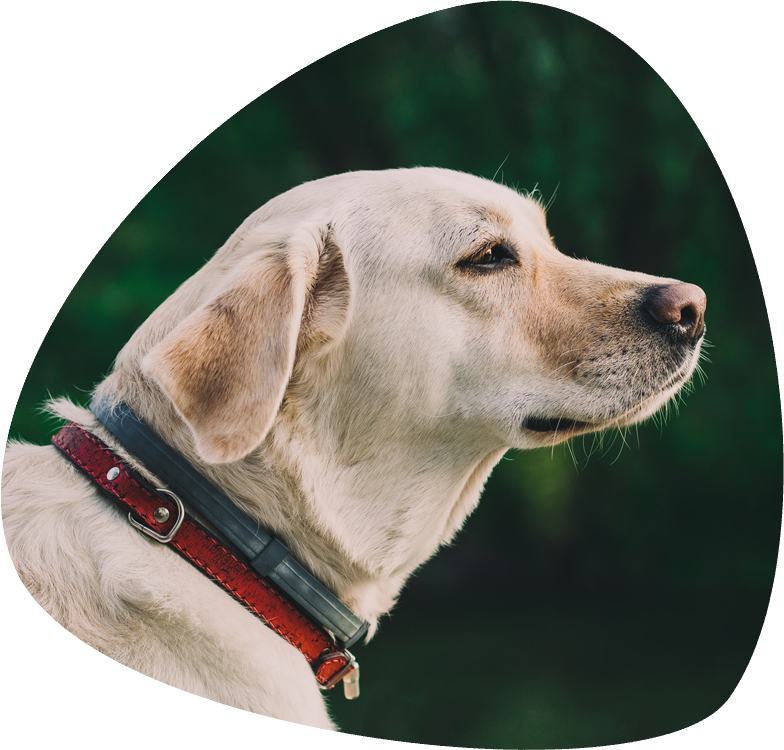 Download Contact Us - Dog PNG Image with No Background - PNGkey.com