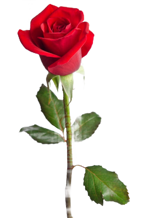 Download Rose PNG Image with No Background - PNGkey.com