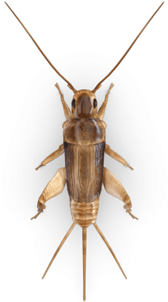 Download Cricket Insect Png - Cricket PNG Image with No Background ...
