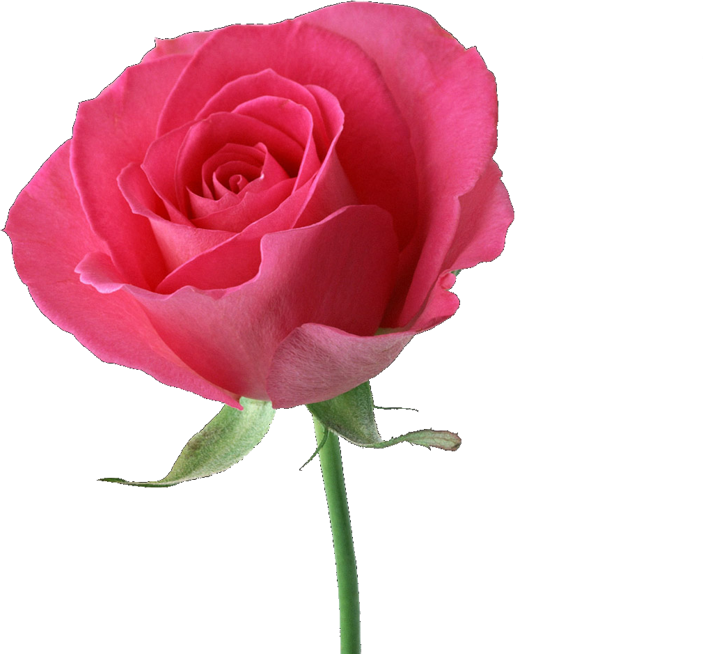 Download Rose - - Beautiful Pink Rose PNG Image with No Background ...