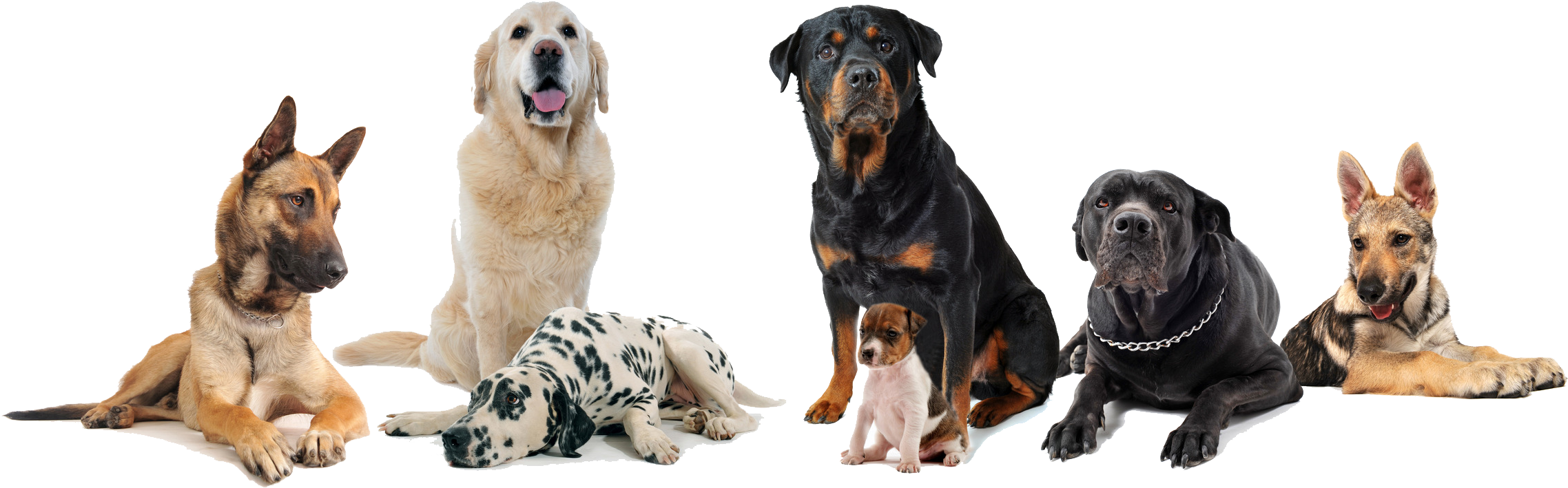 Download Dogs - Group Of Dogs Transparent Background PNG Image with No ...