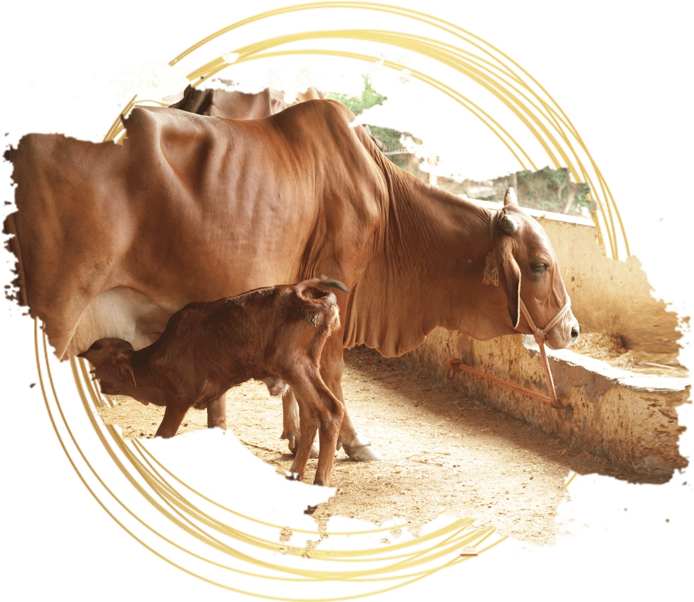 Download Welcome To The Indian Desi Cows - Bull PNG Image with No ...