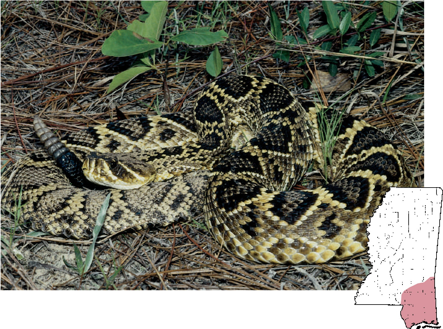 Eastern Diamondback Rattlesnake Crotalus Adamanteus - Eastern ...