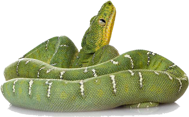 Download Green Snake Png File - Snakes By Valerie Bodden PNG Image with ...