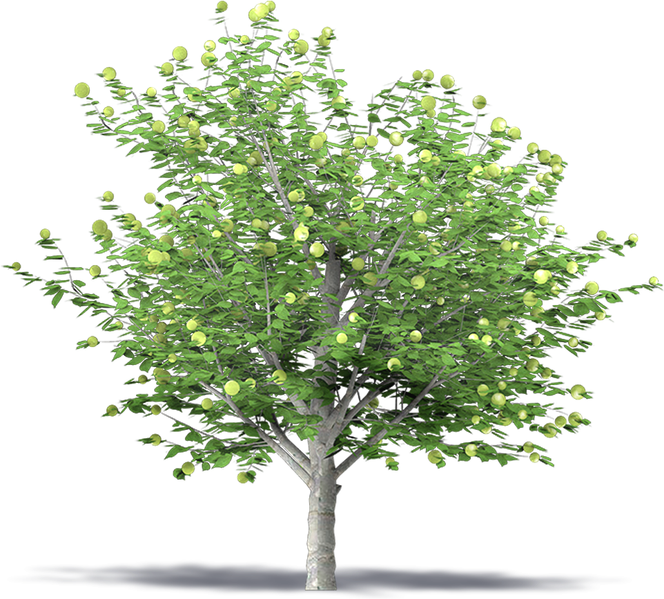 Download Prunus Armeniaca Tree Png PNG Image with No Background ...