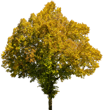 Download Tree In Autumn - Autumn Tree Transparent Background PNG Image ...
