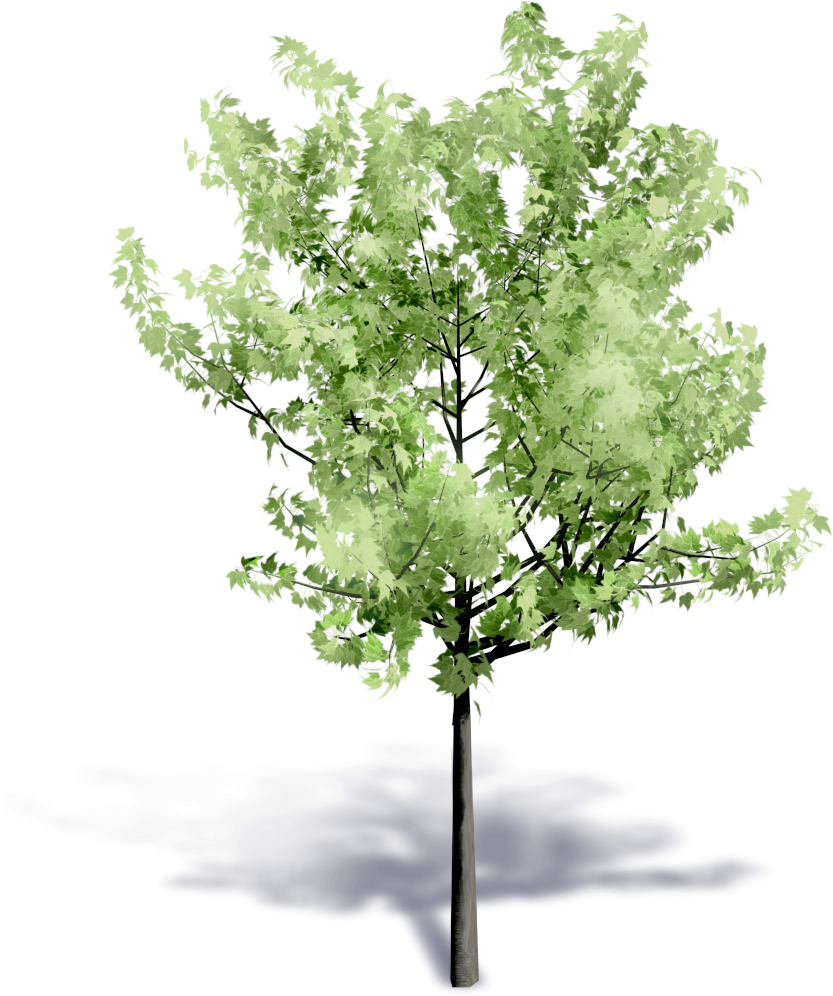 Download Generic Summer Tree - Building Information Modeling PNG Image ...