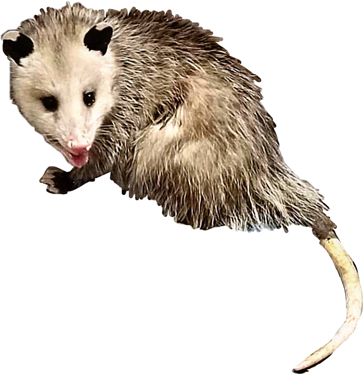 Opossum Possum Animal Creature Critter Rodent Yuck - Common Opossum ...