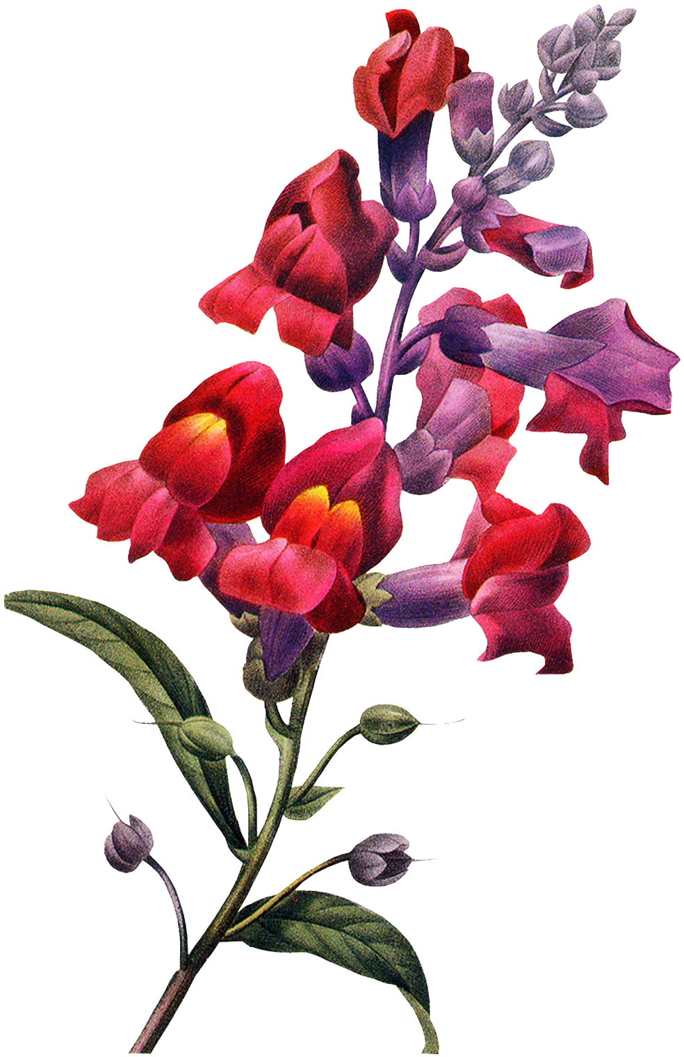 Download A Colorful Flower Branch Transparent - Design PNG Image with ...