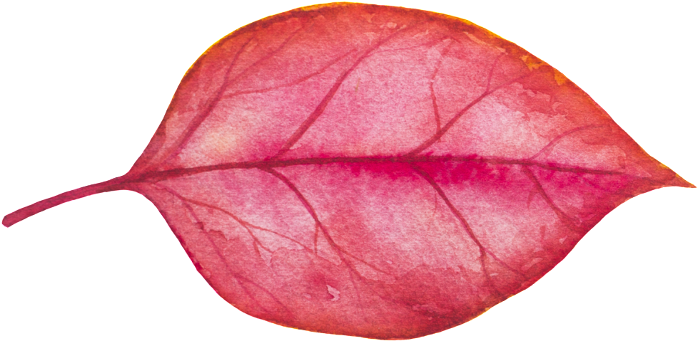 Download A Piece Of Red Leaf Vector - Autumn PNG Image with No ...