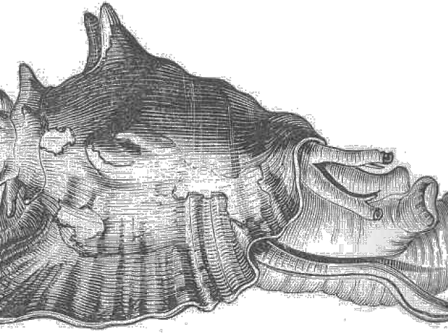 Drawn Shell Queen Conch - Sketch - Free Transparent PNG Download - PNGkey