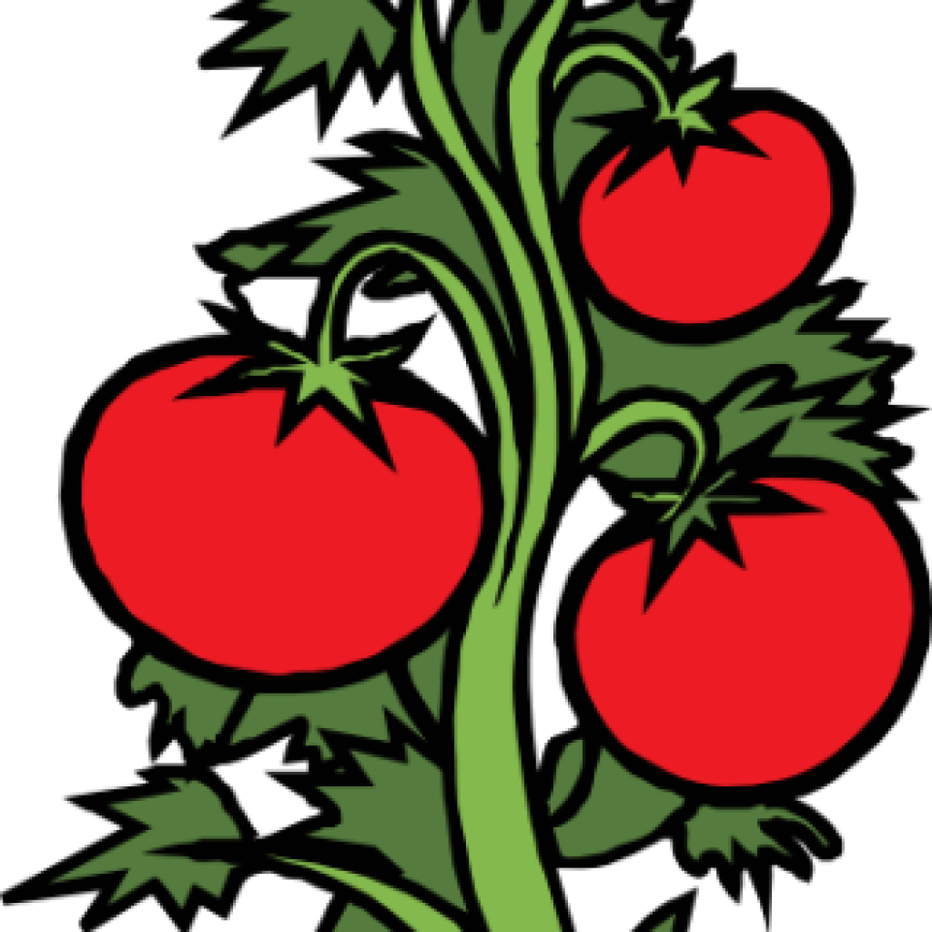Vegetable Garden Clip Art Vegetable Garden Clipart - Drawing Of Tomato ...