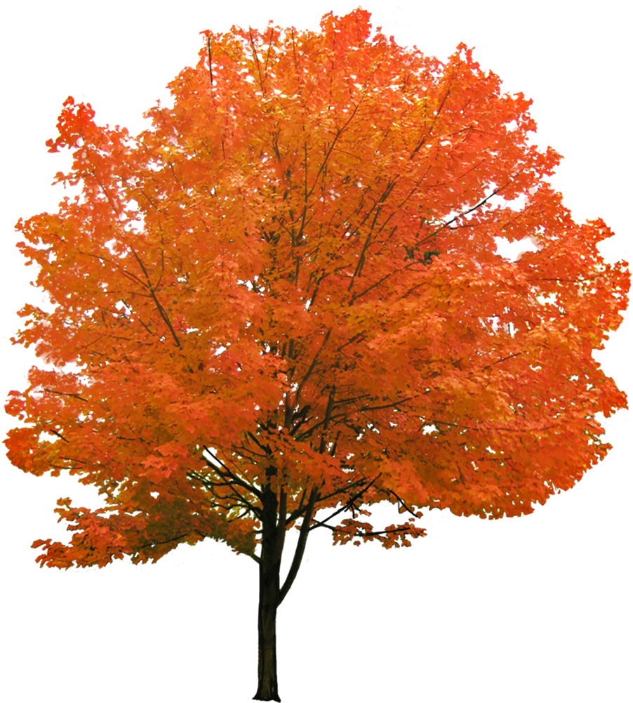 Download Cutout Autumn Tree - Red Maple Tree Png PNG Image with No ...
