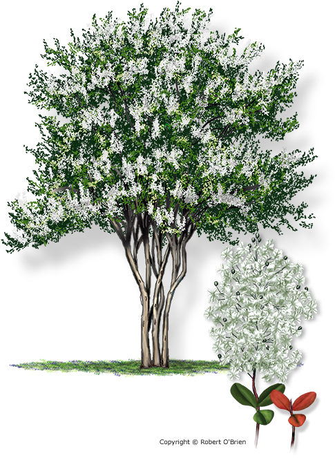 Download 608 X 720 5 - Natchez Crepe Myrtle Png PNG Image with No ...
