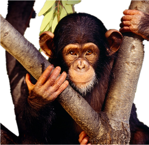 Monkeys High Definition Television Wallpaper Highdefinition - Free ...