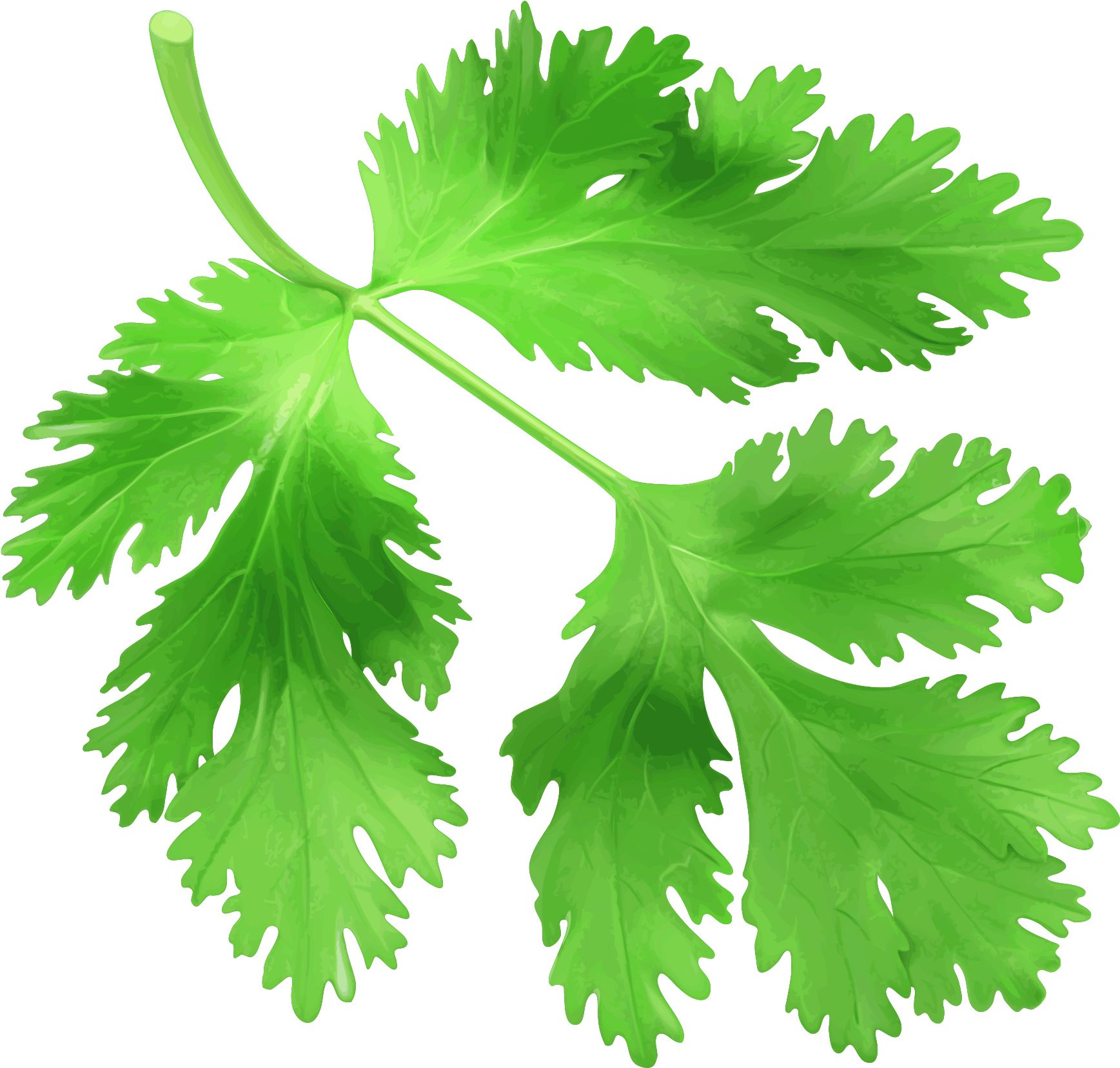 Download No Registration Required - Cilantro PNG Image with No ...