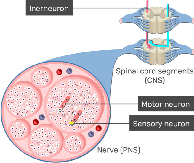 An Image Showing The Action Potential Moving Through - Neuron - Free ...