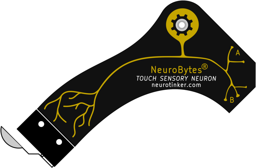 Download Neurobytes Touch Sensory Neuron - Illustration PNG Image with ...