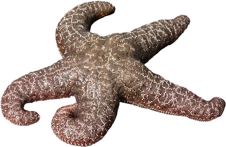 Download Starfish PNG Image with No Background - PNGkey.com