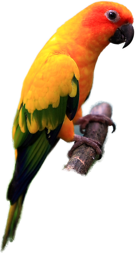 Download Parrot Sun Conure Png - Sun Conure Bird Png PNG Image with No ...