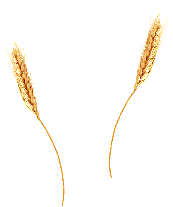 Download Wheat Png Image - Wheat Transparent PNG Image with No ...