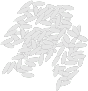 Rice - Sketch - Free Transparent PNG Download - PNGkey