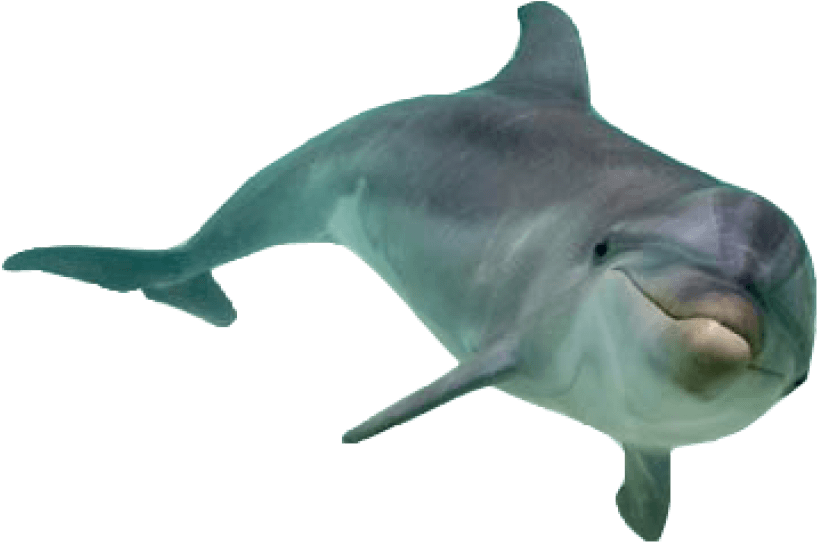 Free Png Dolphin Png Images Transparent - Transparent Dolphin Png ...