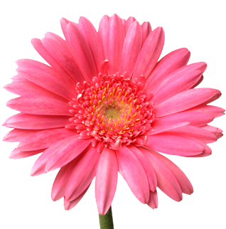 High Resolution Flower - Flowers Images For Photoshop - Free ...