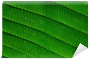 Download Ensete PNG Image with No Background - PNGkey.com